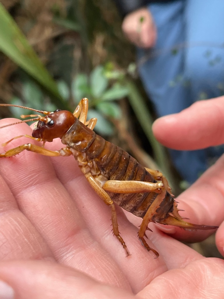 Banks Peninsula Tree Weta in July 2022 by charisses · iNaturalist