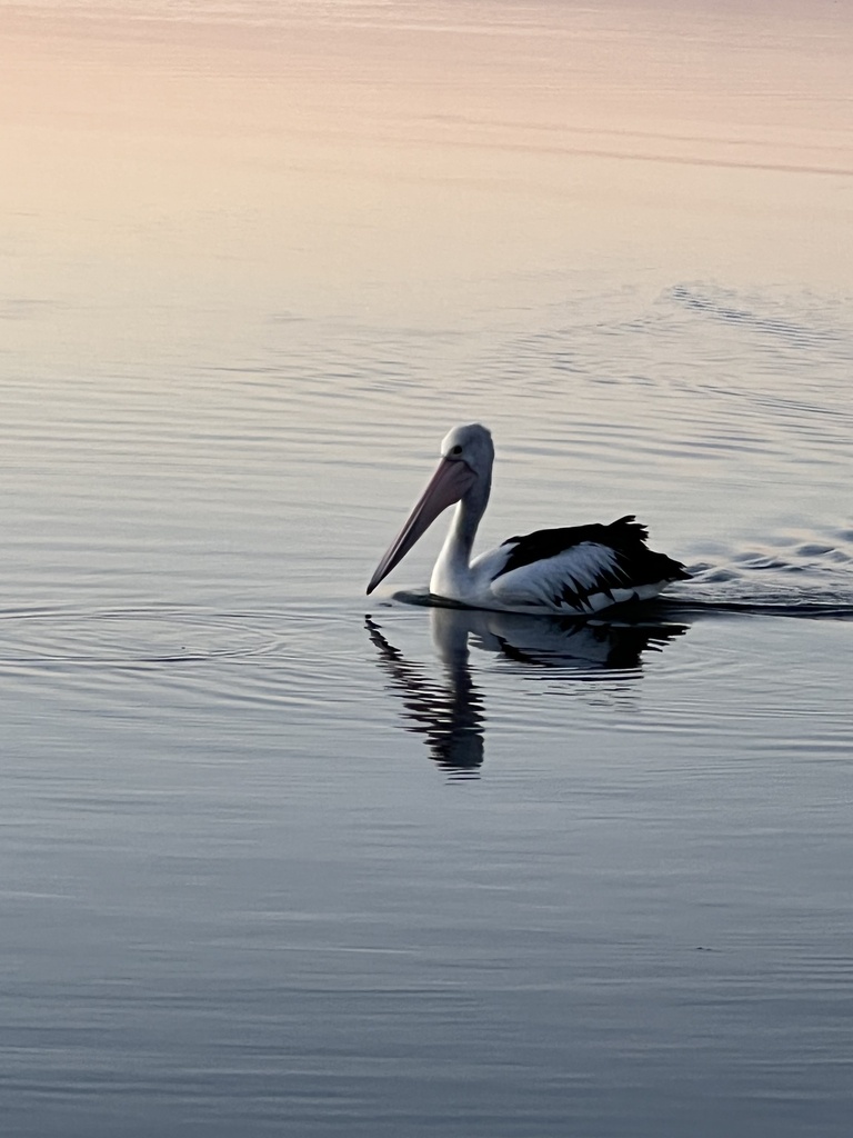 Australian Pelican from Coral Sea, Cleveland, QLD, AU on July 18, 2022 ...