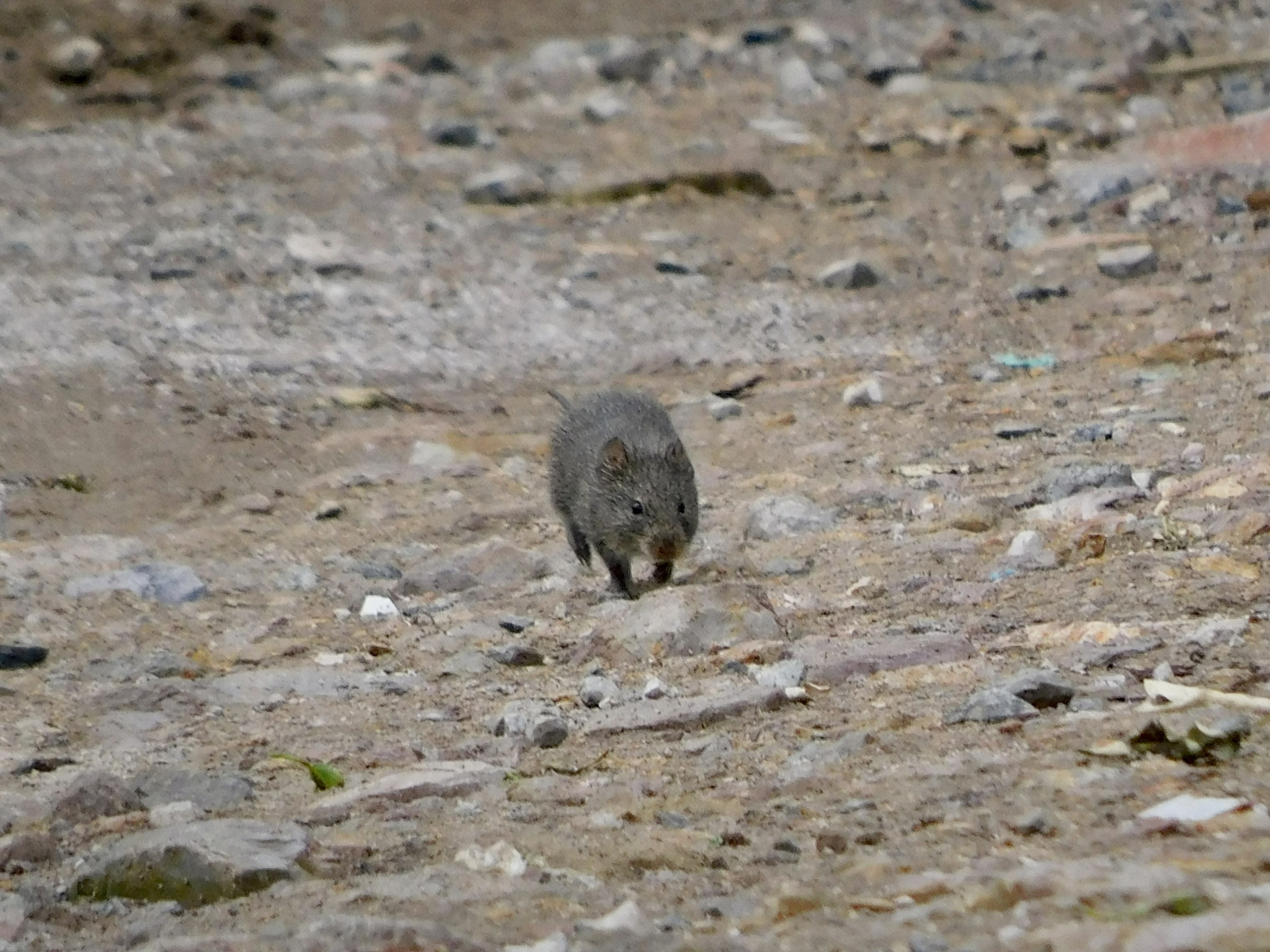 Sigmodon mascotensis J.A.Allen, 1897