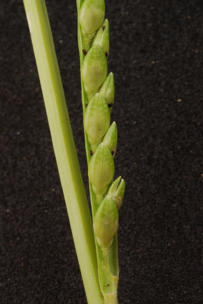 broadleaf signalgrass (Santa Rosa County Grasses) · iNaturalist