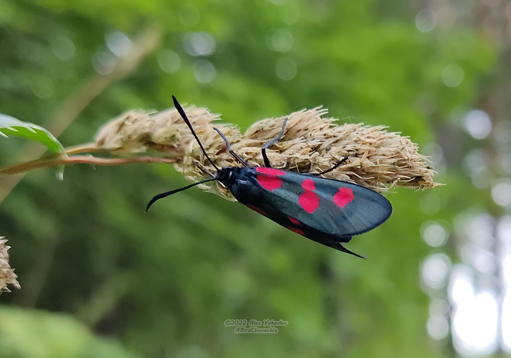 narrow-bordered five-spot burnet from Yadrinskiy rayon, Chuvash, Russia ...