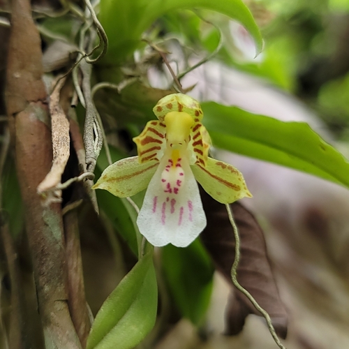 Leochilus crocodiliceps · iNaturalist