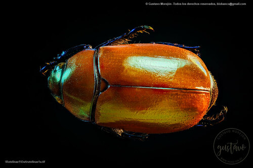 Pelidnota soederstroemi · iNaturalist Mexico