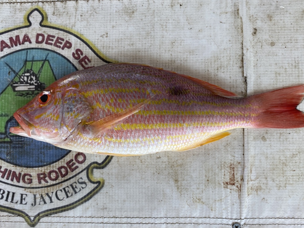 Lane Snapper in July 2022 by John M. Faggard. ADSFR · iNaturalist