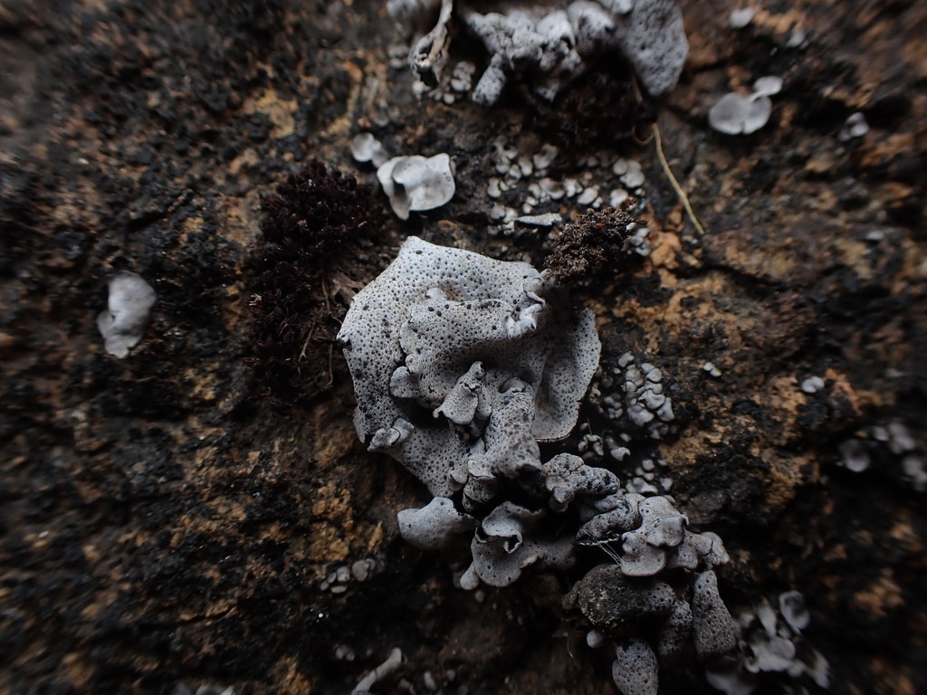 Leather Lichen from Skagit, Washington, United States on July 17, 2022 ...