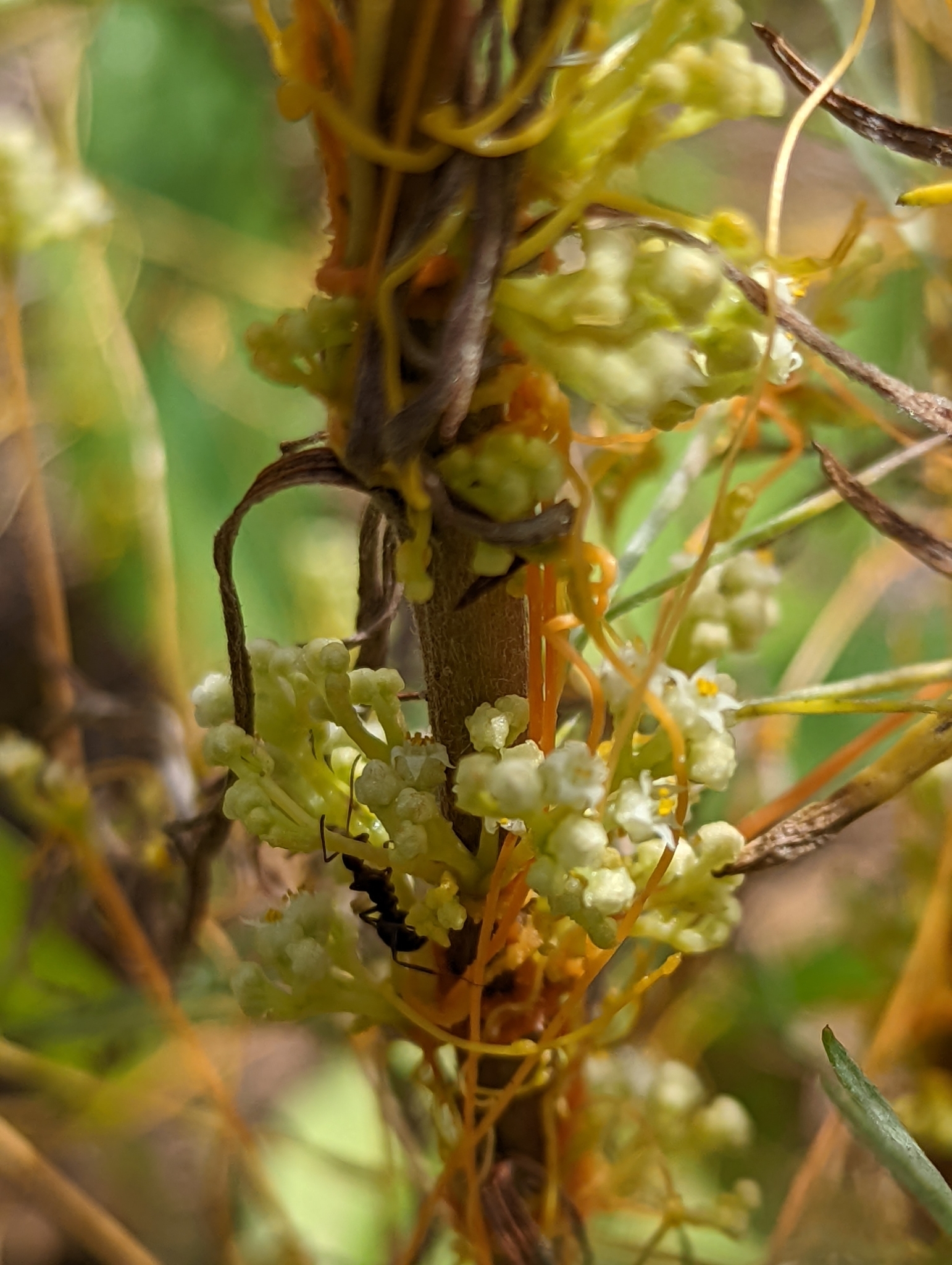 Cuscuta pentagona Engelm.