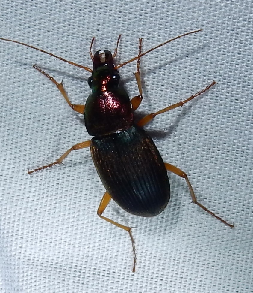 Emarginate Chlaenius from Hamilton, Tennessee, United States on June 1 ...