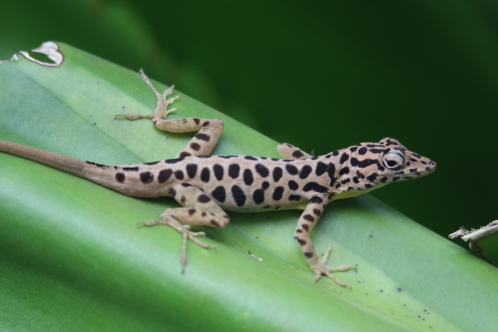 Saban Anole in May 2022 by twenty · iNaturalist