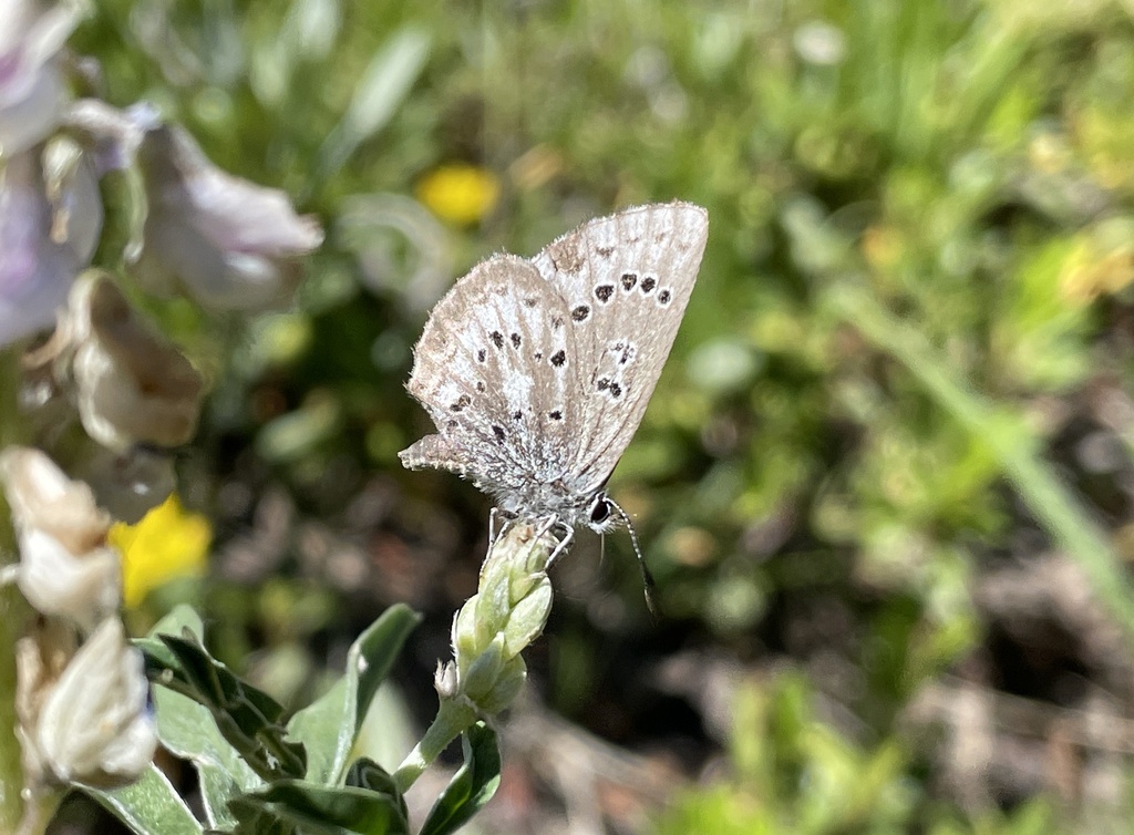 Arrowhead Blue from Arapaho & Roosevelt National Forests Pawnee ...