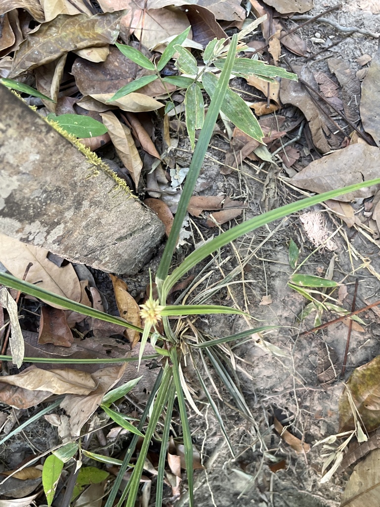 plants from Novo Mundo, BR-MT, BR on July 17, 2022 at 03:41 PM by ...