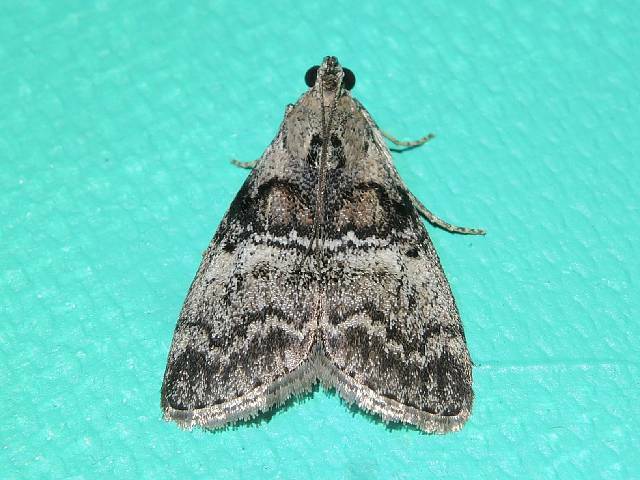 Maple Webworm Moth in July 2022 by privatenoaccess · iNaturalist