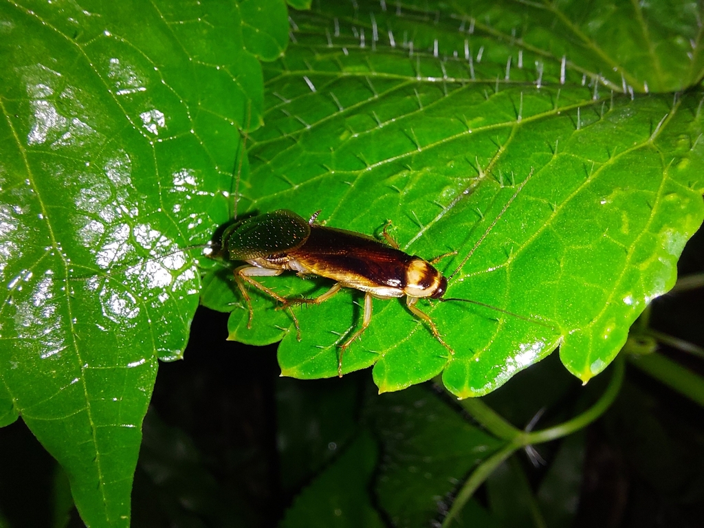 Giant and Wood Cockroaches from Purires, San José, Atenas, Costa Rica ...