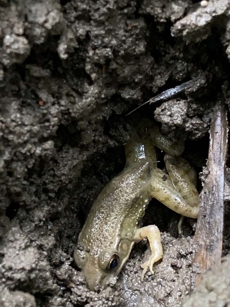Green Frog from Pleasant Plains Ext Rd, Jackson, TN, US on July 17 ...