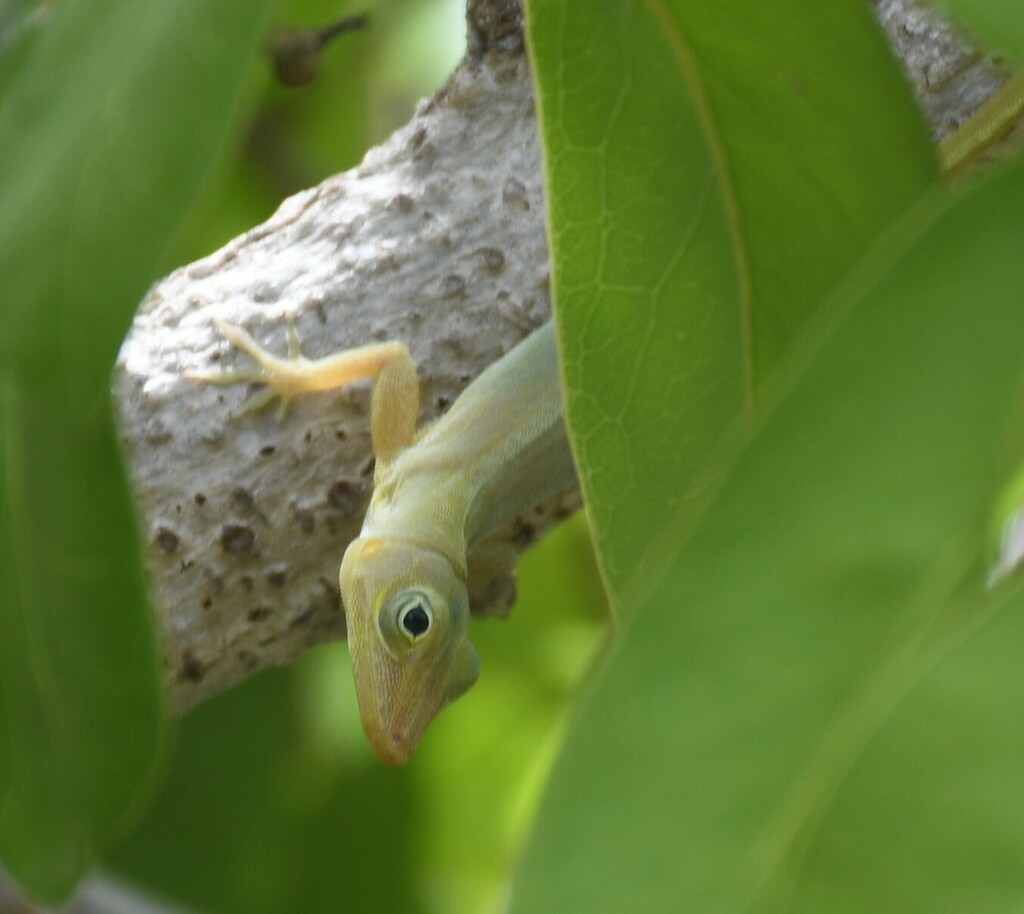 Saint Croix Anole from 2100 Church St, Christiansted, St Croix 00820 ...