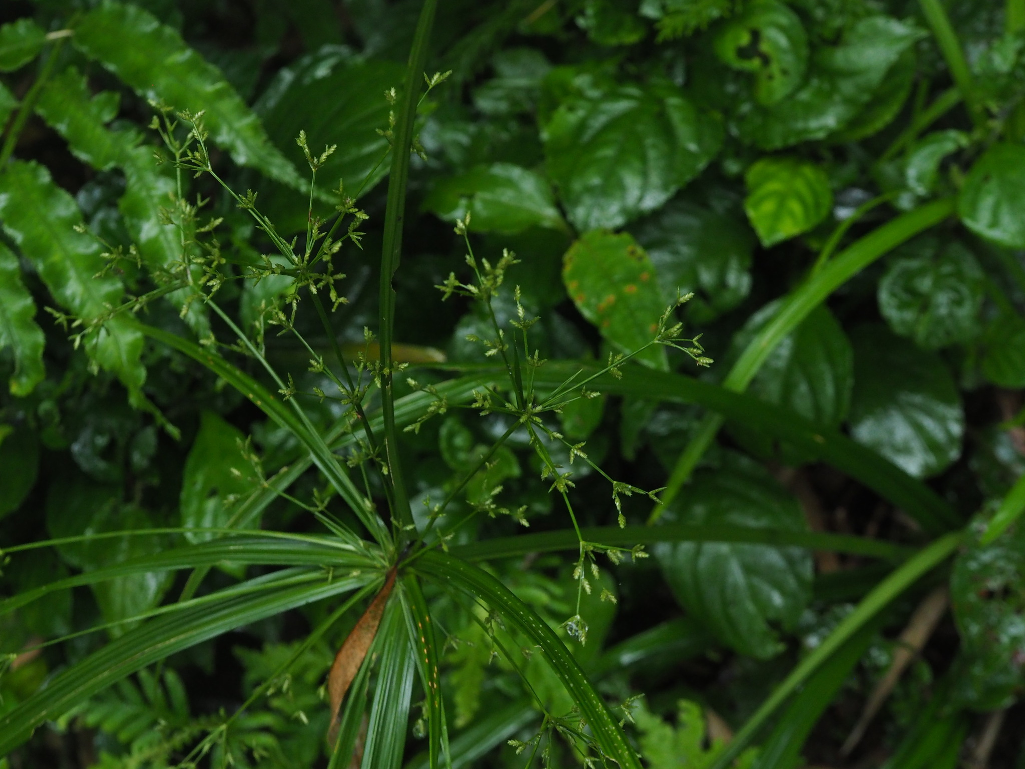 Cyperus diffusus Vahl