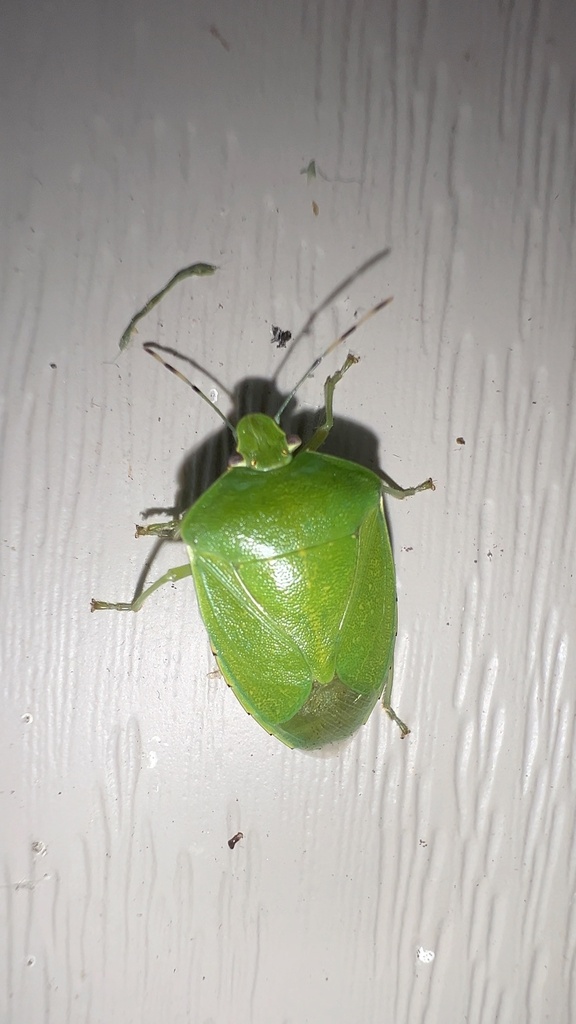 Green Stink Bug from River Way Ct, Owings Mills, MD, US on July 17 ...