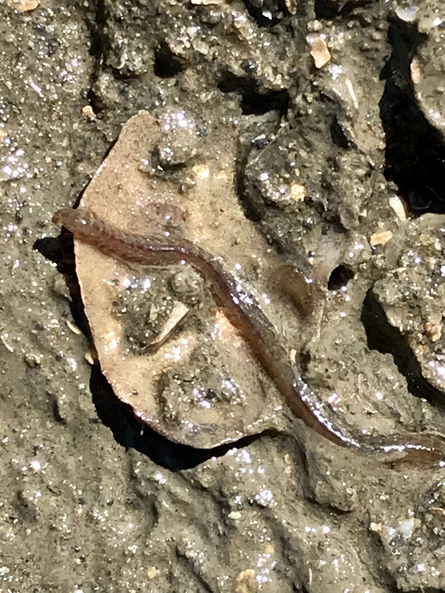 Alitta succinea (Leuckart, 1847)