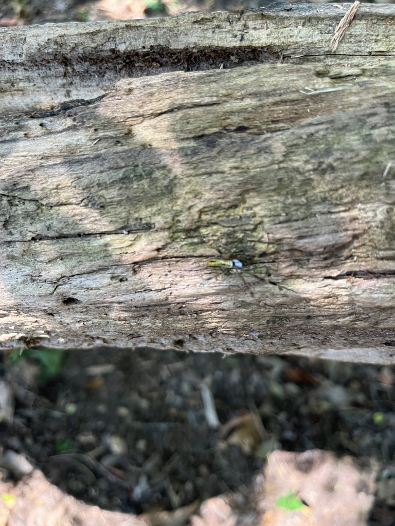 Golden Silk Spider in June 2022 by vtripiano. Not sure if this ID is ...