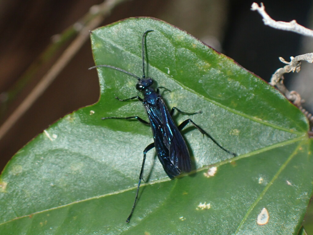 Nearctic Blue Mud-dauber Wasp from Manatee County, FL, USA on July 2 ...