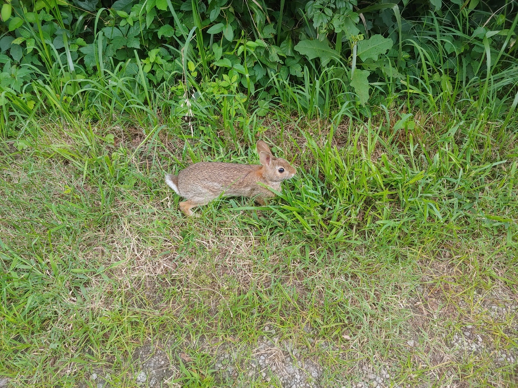 Eastern Cottontail from Woodbridge, VA 22191, USA on July 16, 2022 at ...