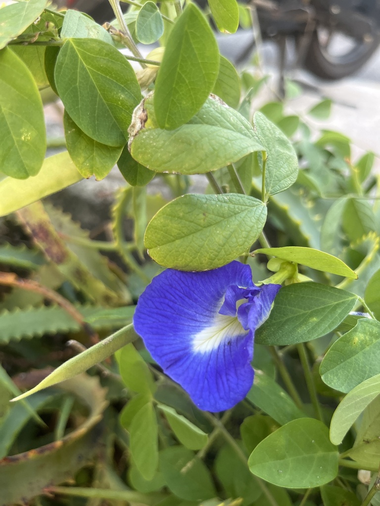 Blue Pea from Sandys, BM on July 17, 2022 at 08:01 PM by gieselc ...