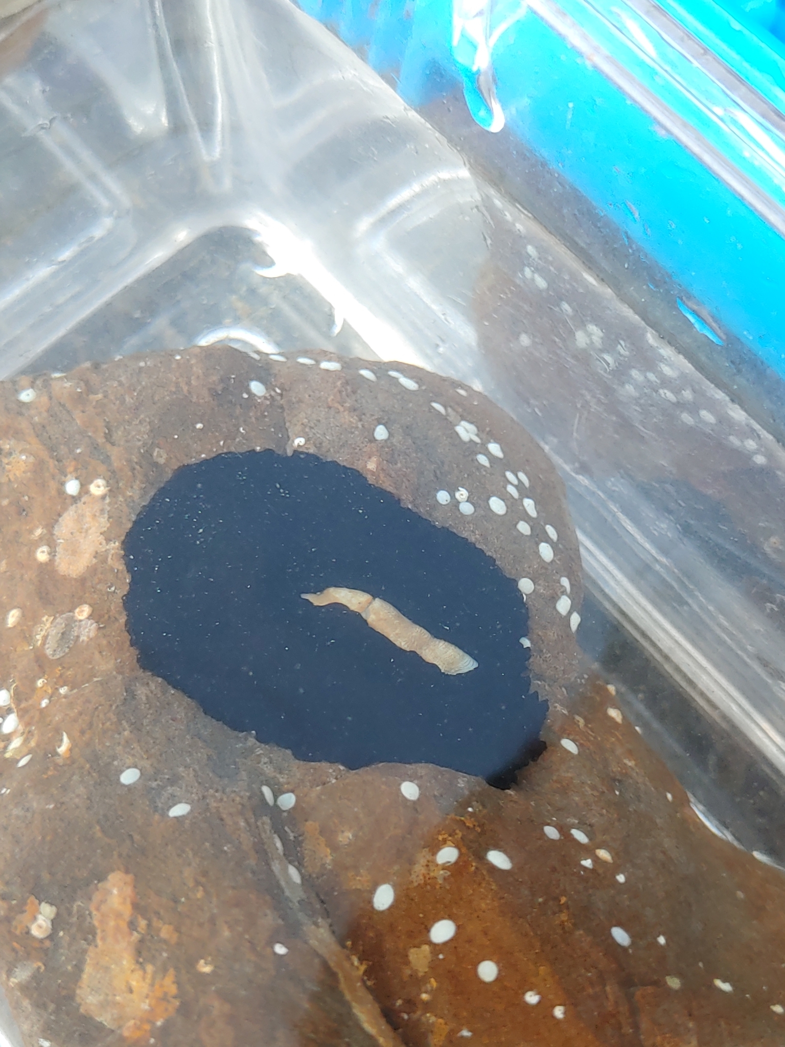 Scutus sinensis (Blainville, 1825)