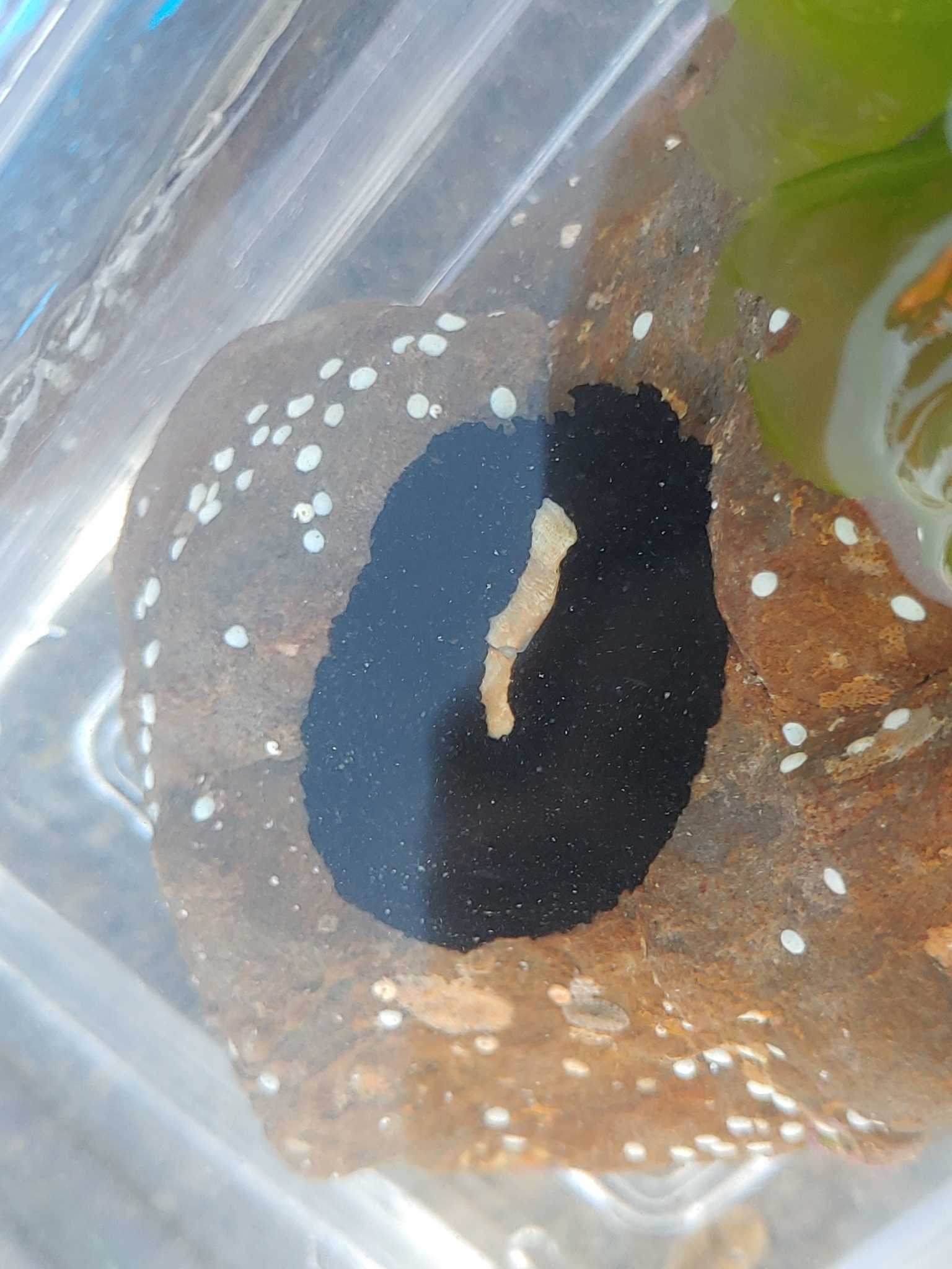 Scutus sinensis (Blainville, 1825)