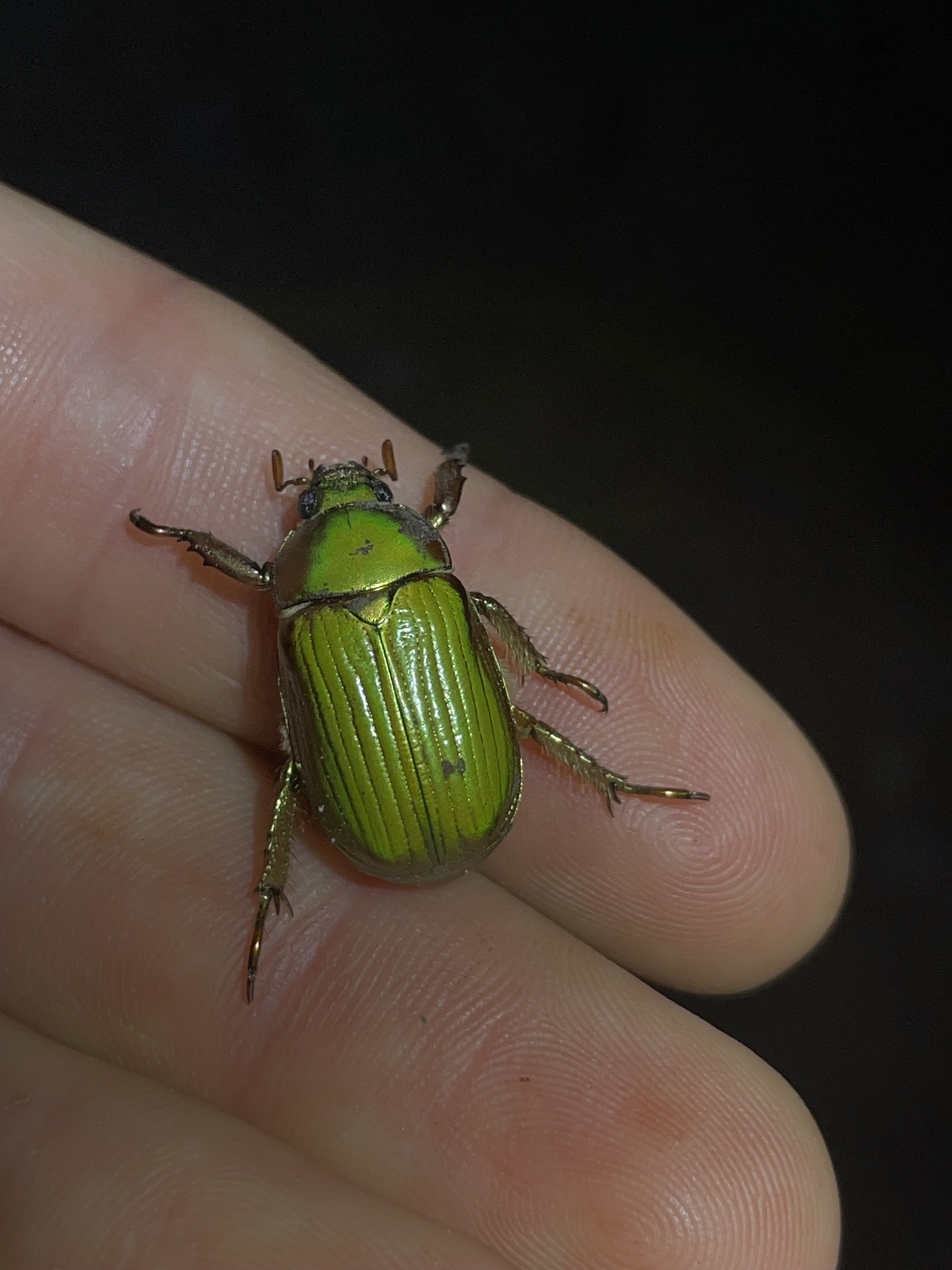 Chrysina lecontei (Horn, 1882)