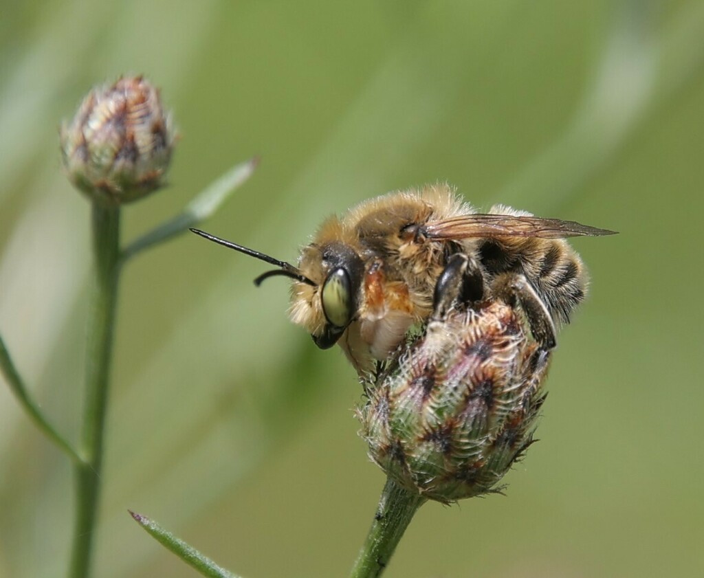 broad-handed leafcutter bee from Adams County, WI, USA on July 15, 2022 ...