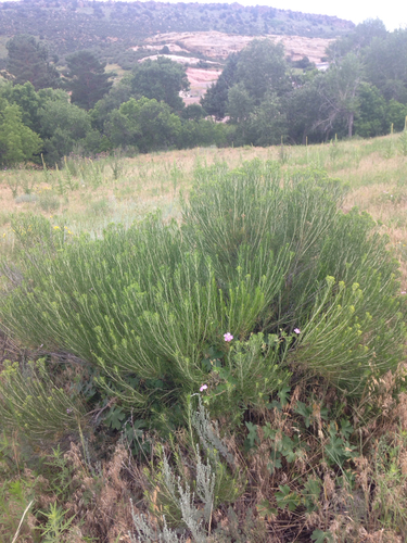 Green rabbitbrush (CHVI8) (OCTC Flora Guide) · iNaturalist