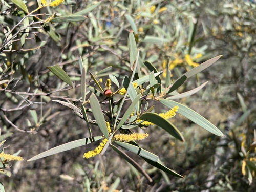 Bendee (Acacia catenulata) · iNaturalist