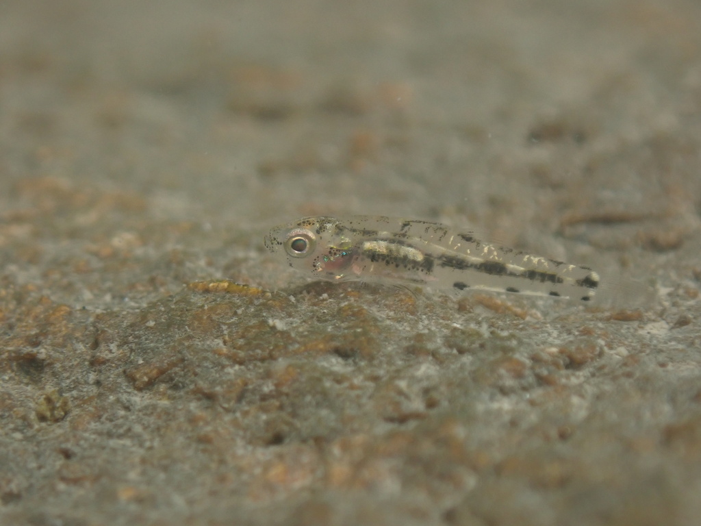 (Pandaka bipunctata) - Marine Life Identification