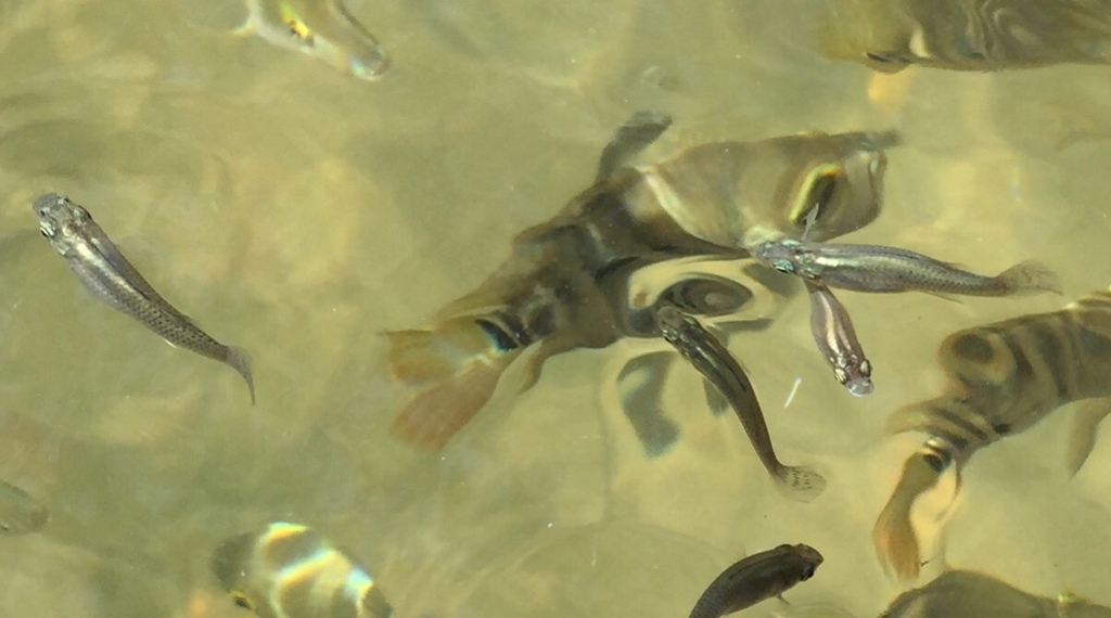 Shortfin Molly from Telchac Puerto, YUC, MX on July 16, 2022 at 11:14 ...