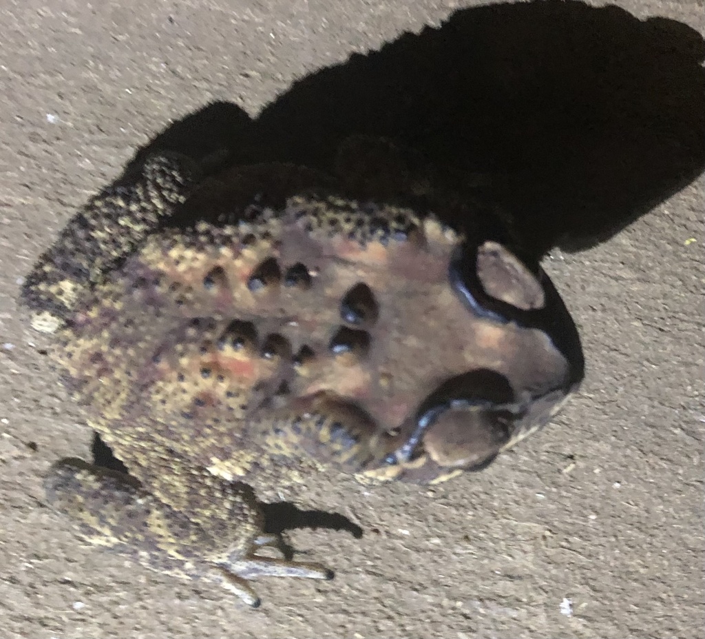 Asian Common Toad from Cejlon, North Western Province, LK on February 5 ...