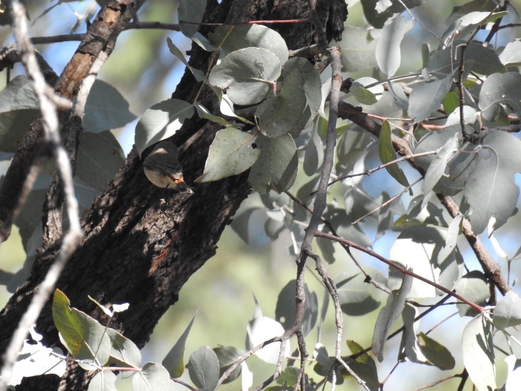 Chestnut-rumped Thornbill from Ballaroo, QLD, AU on July 16, 2022 at 11 ...