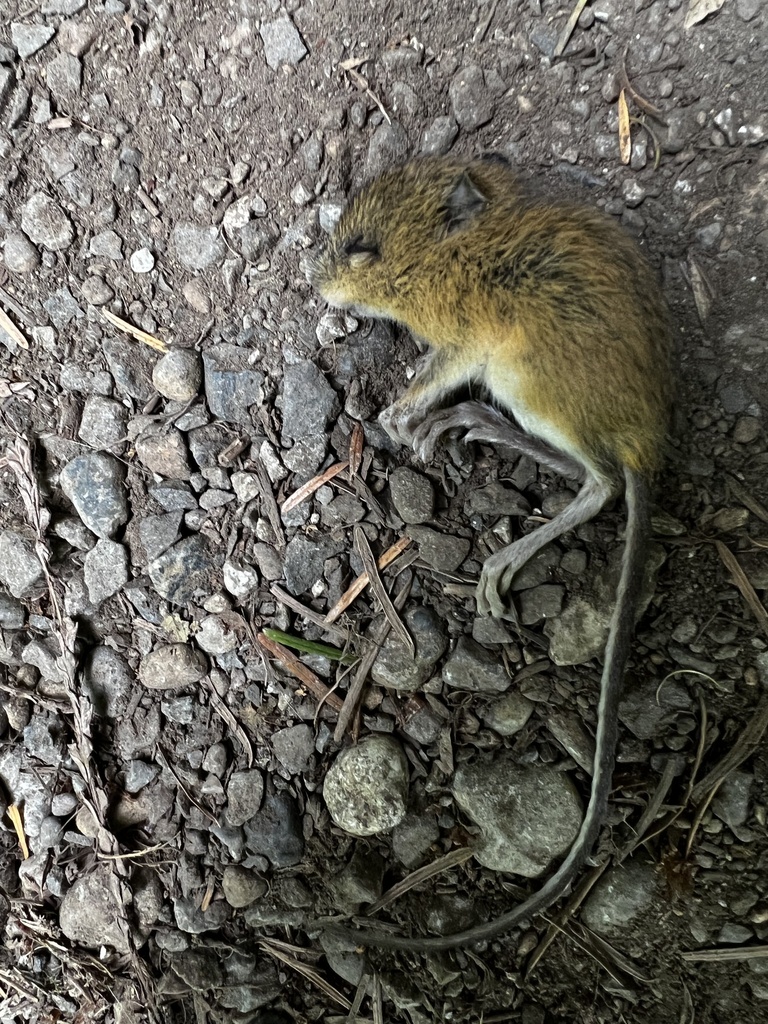 Pacific Jumping Mouse from Tradition Plateau Nrca, Issaquah, WA, US on ...