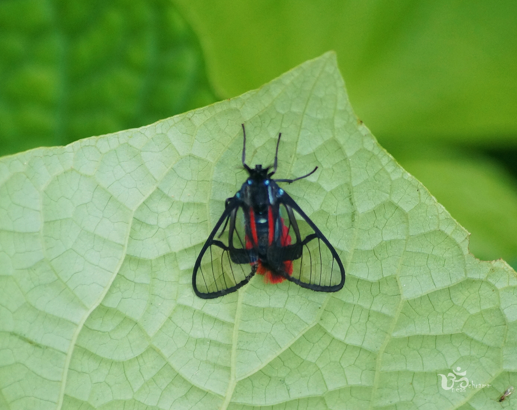 Dinia eagrus Cramer, 1779