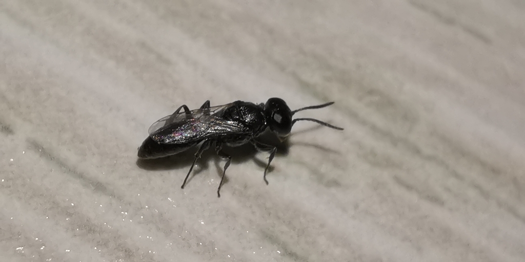 Nitela from Hangzhou, CN-ZJ, CN on July 18, 2022 at 08:41 AM by 斜绿天蛾 ...