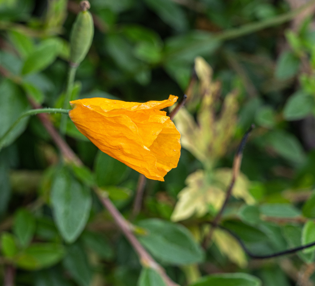 Welsh Poppy from Fairview, Vancouver, BC, Canada on July 15, 2022 at 01 ...