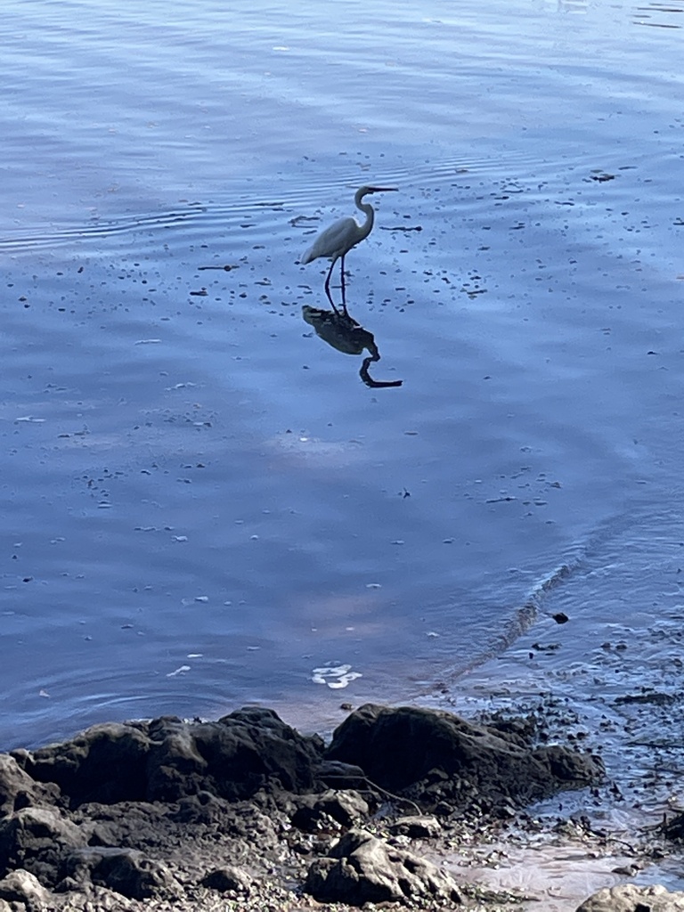 Great Egret from Rainbow Beach, QLD, AU on July 18, 2022 at 10:49 AM by ...