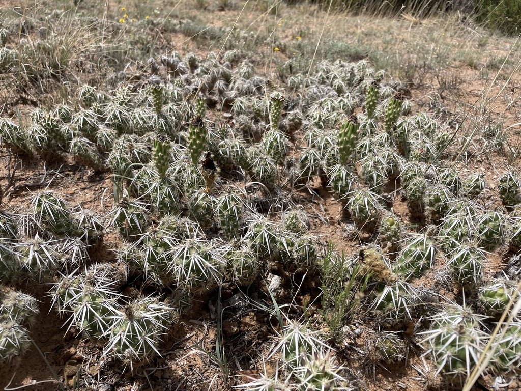 Club-cholla from Moriarty, NM, US on July 14, 2022 at 02:33 PM by ...