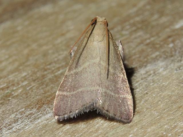 Posturing Arta Moth in July 2022 by privatenoaccess. Not the most ...