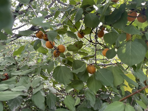 Variety Prunus armeniaca ansu · iNaturalist
