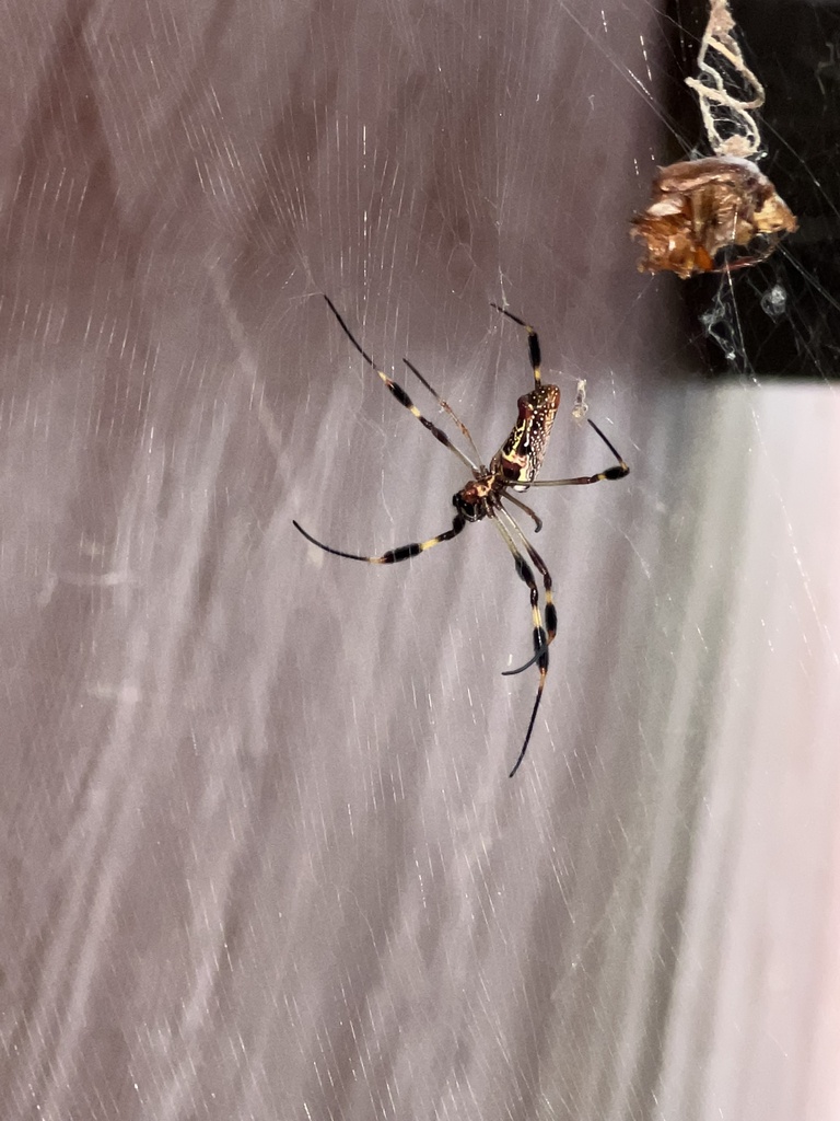 Golden Silk Spider from W Gaines St, Tallahassee, FL, US on July 13 ...