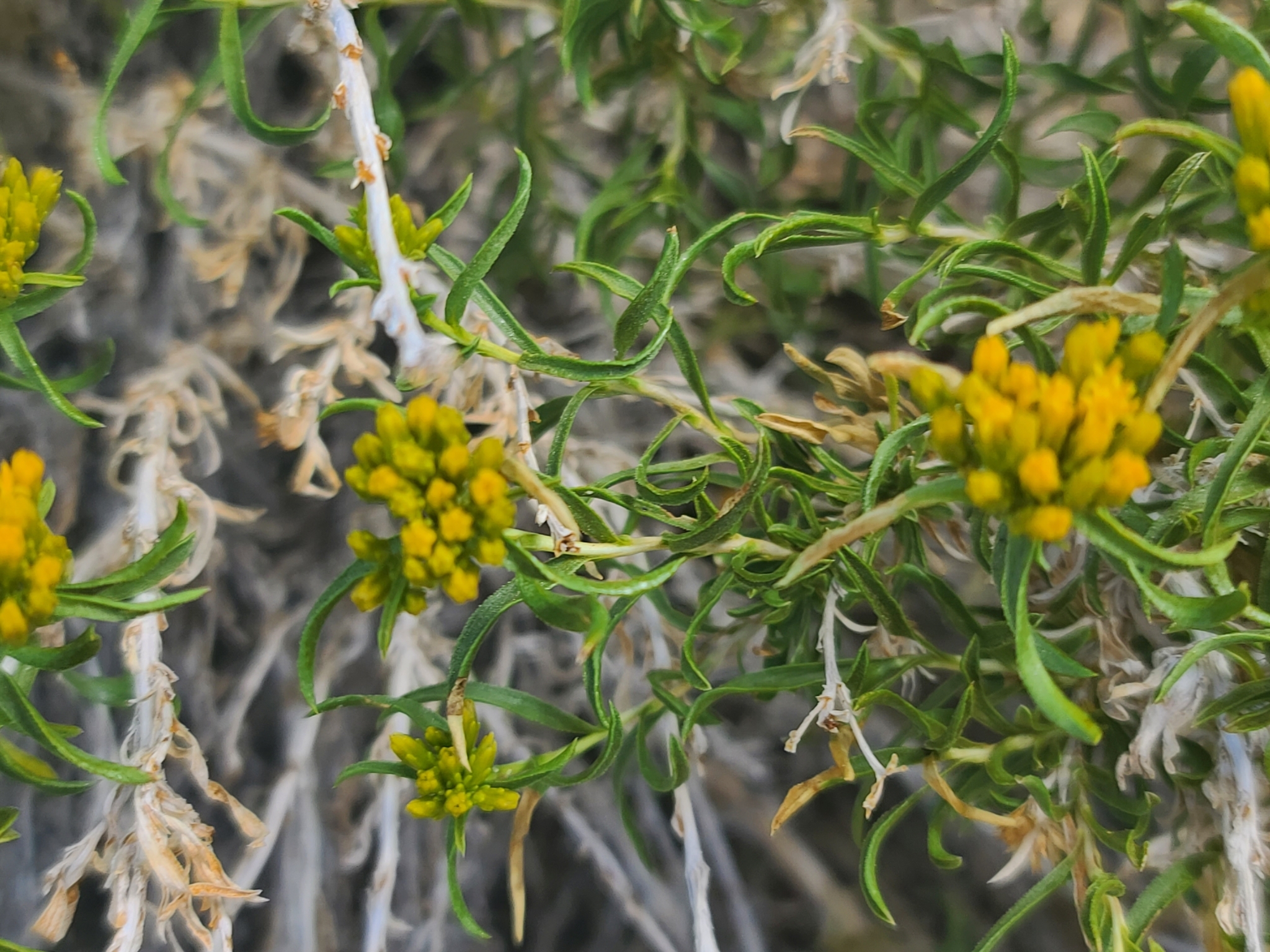 Chrysothamnus viscidiflorus subsp. viscidiflorus