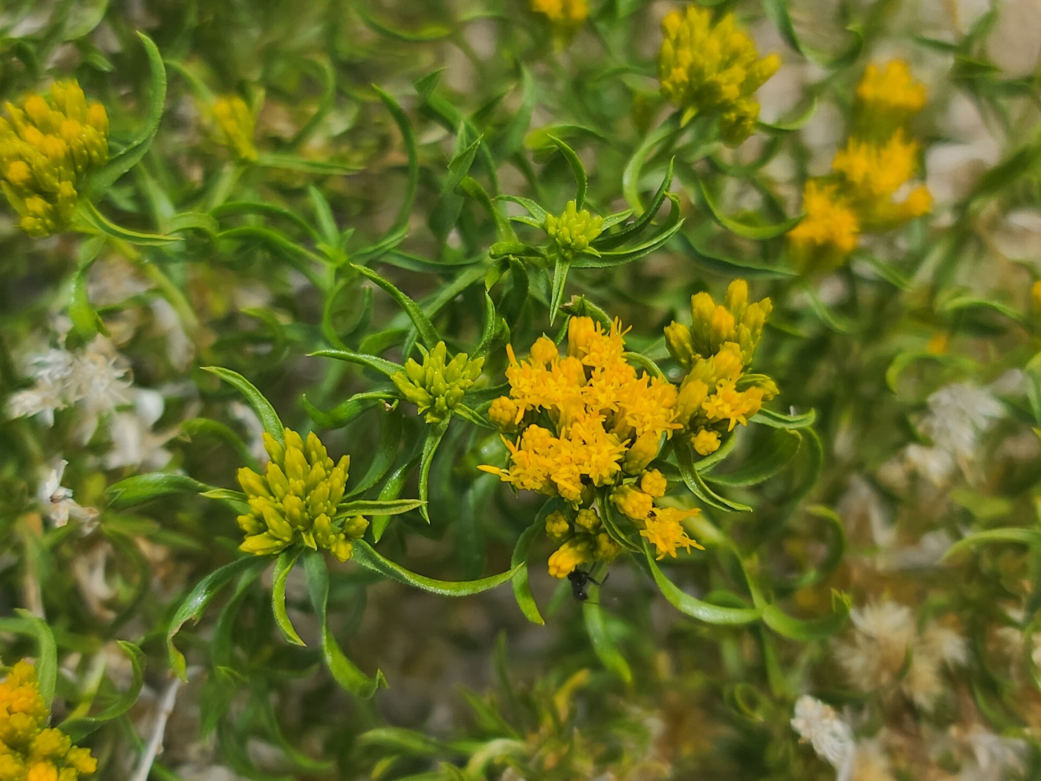 Chrysothamnus viscidiflorus subsp. viscidiflorus