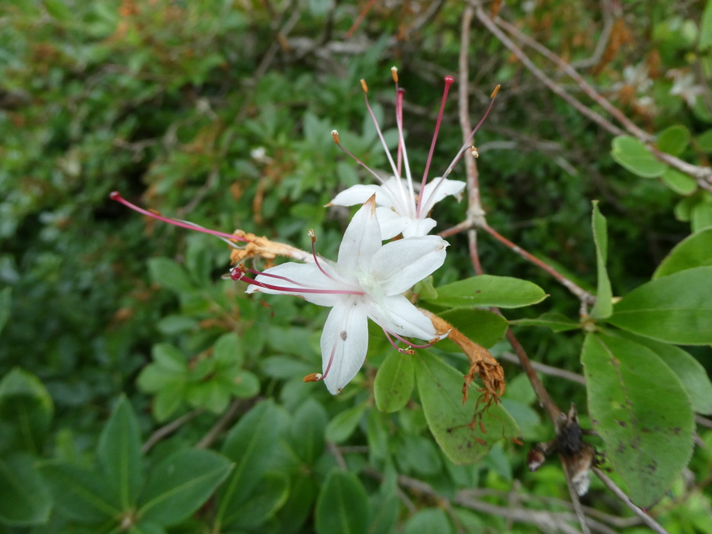 Smooth Azalea from Garrett County, MD, USA on July 16, 2022 at 06:32 PM ...