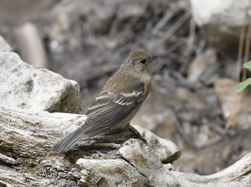 Lazuli Bunting from Clark County, NV, USA on July 14, 2022 at 09:48 AM ...