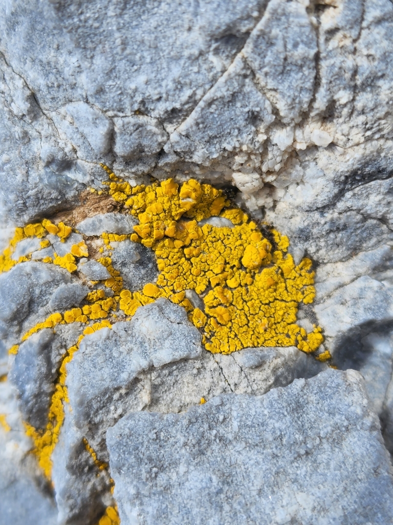 Yellow Cobblestone Lichen from ENTERPRISE, NV 89124, USA on July 17 ...