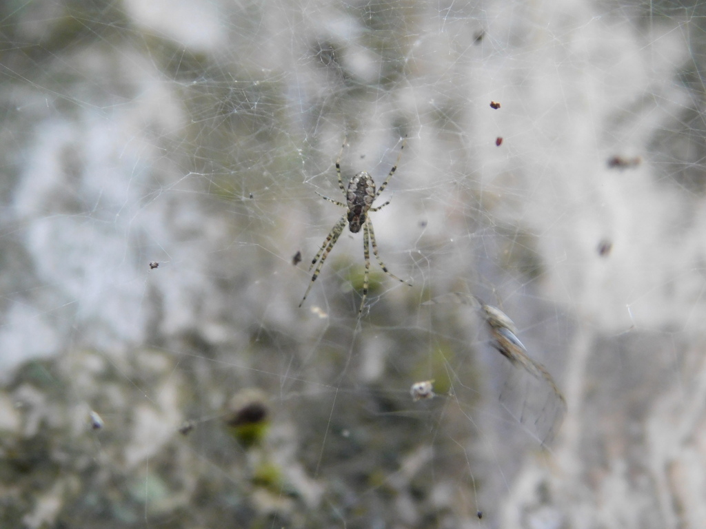 Asian Hermit Spider from Cagar Alam Pangandaran, Pangandaran Regency ...